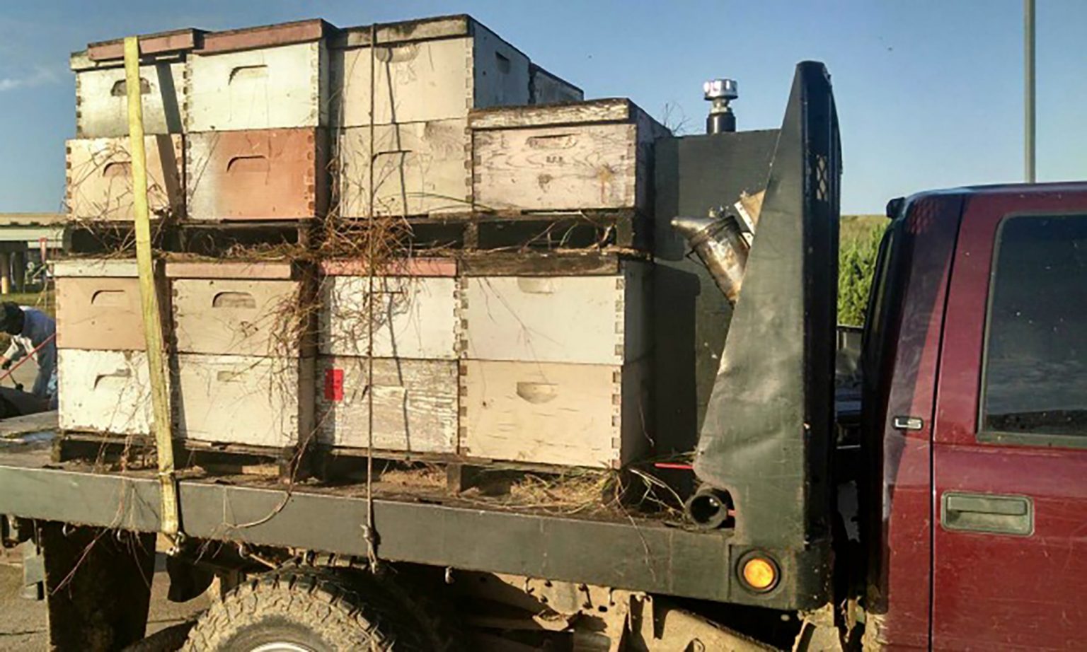 Moving Beehives: What You Need to Know - Backyard Beekeeping